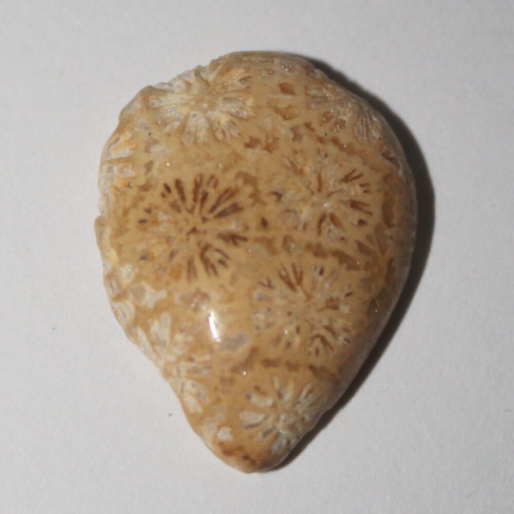 Коллекционный кабошон Коралл, 20х15х3 мм, Индонезия, "True Stones"