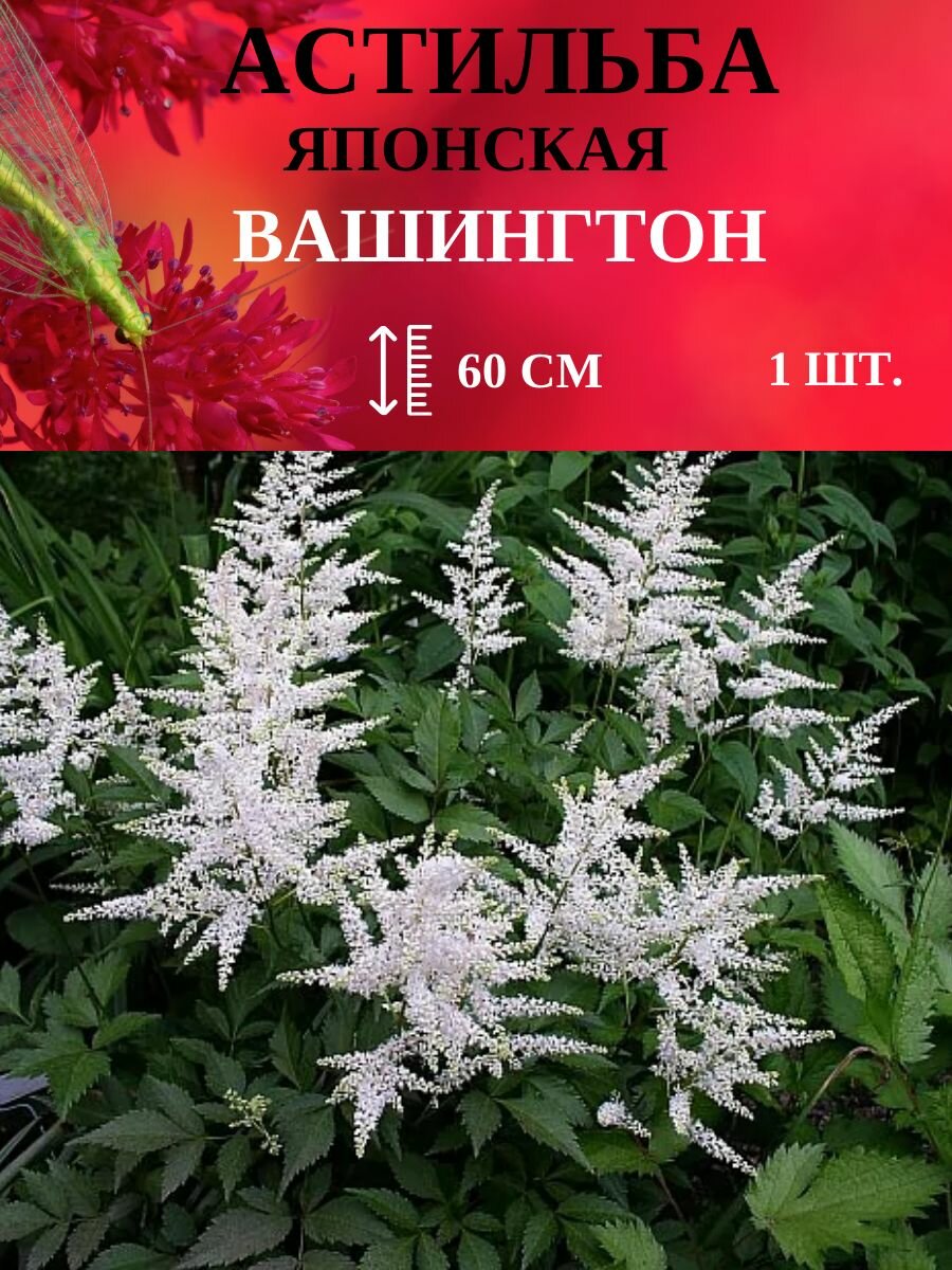 Японская Вашингтон