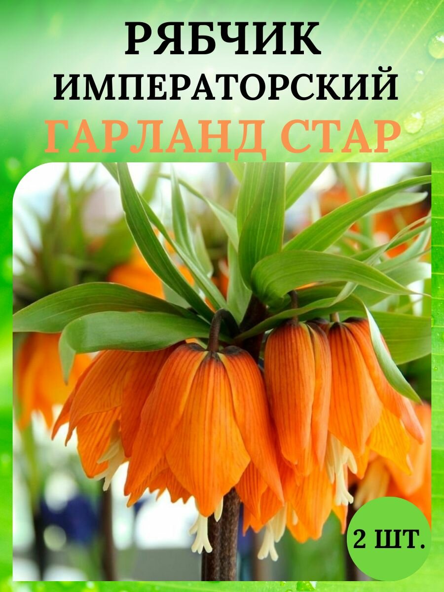 Рябчик луковицы 2 шт, многолетние цветы