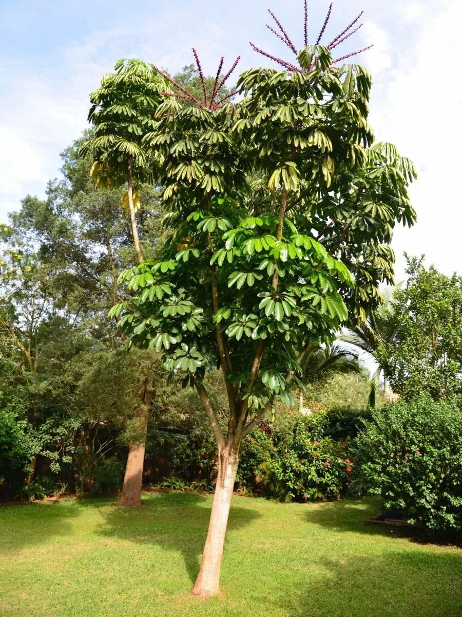 Шеффлера лучелистная семена 5 штук