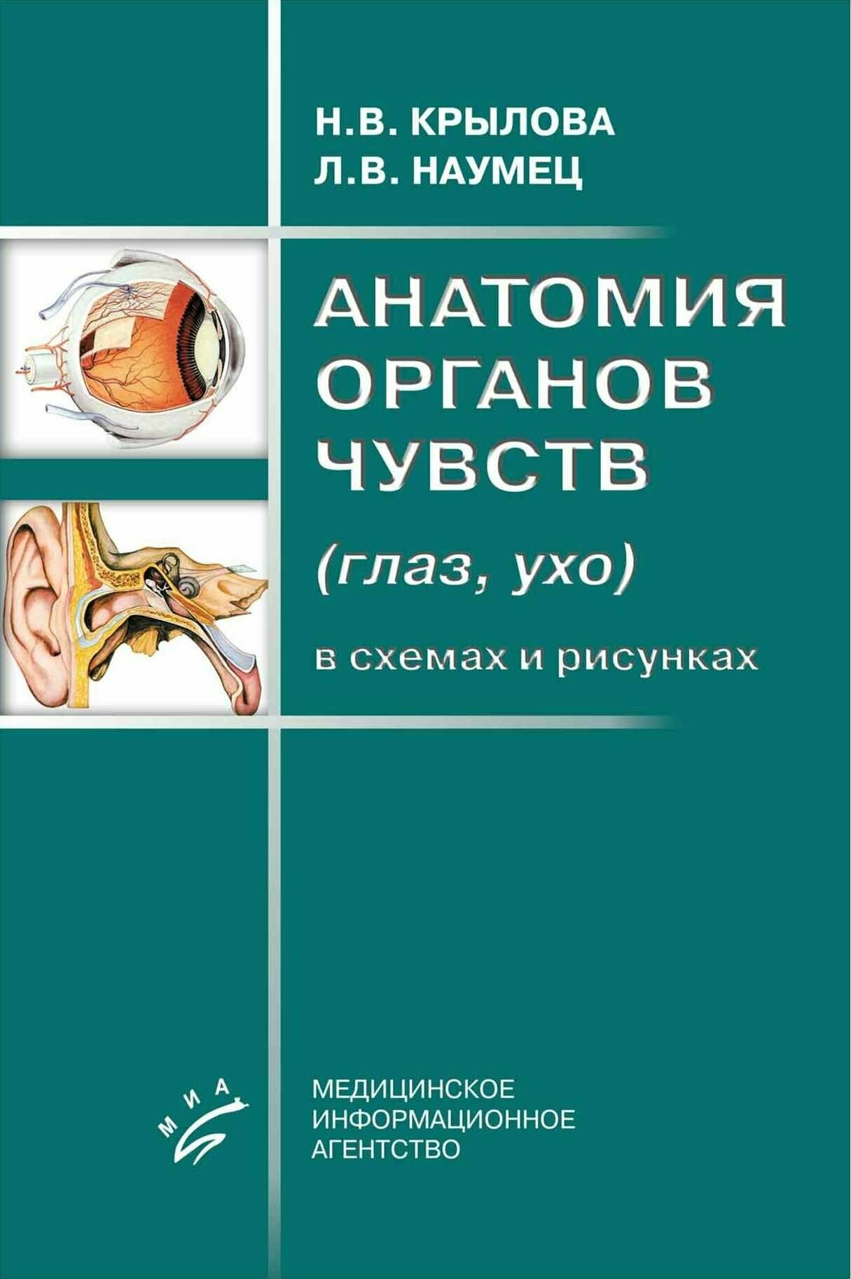 Анатомия органов чувств. Глаз, ухо. В схемах и рисунках