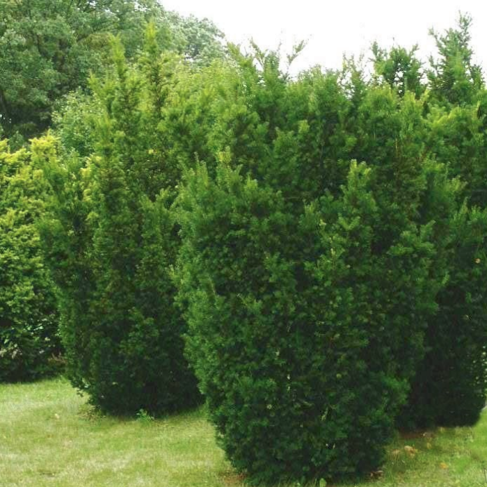 Тисс Средний Хиллии (1 саженец в горшке Р9), Нидерланды