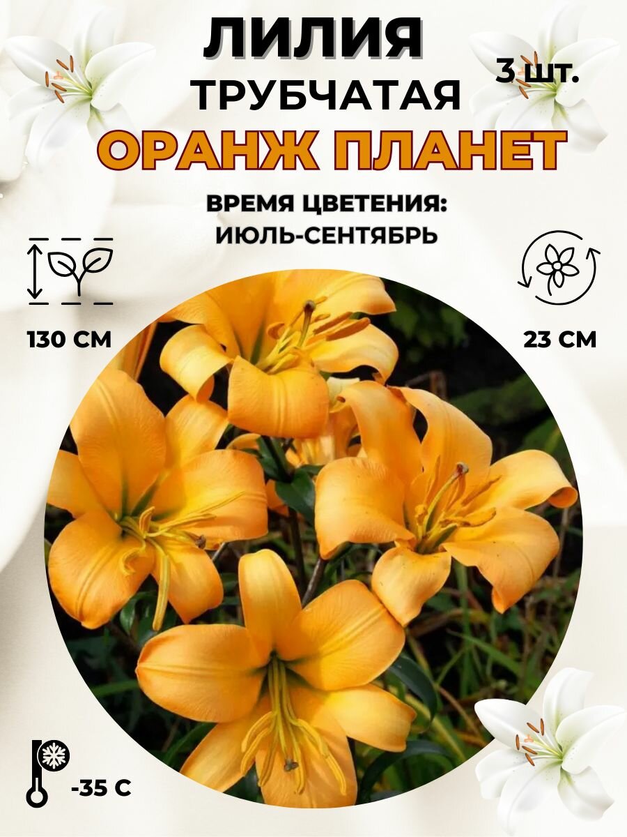 Лилия трубчатая, луковицы 3 штуки