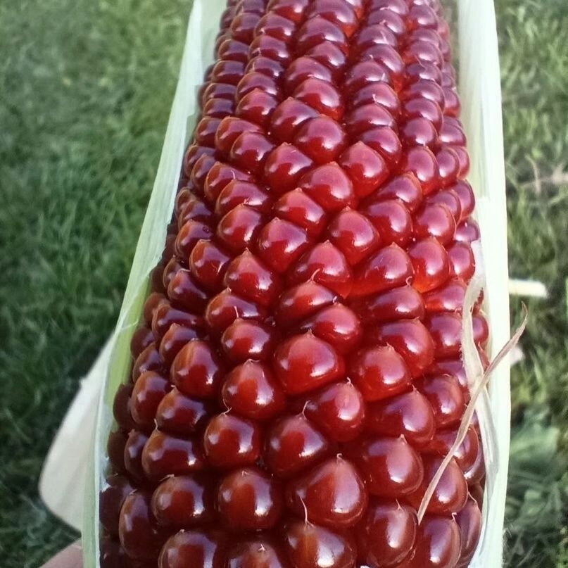 Семена Кукурузы "Клубничный Попкорн", 10 шт. семян