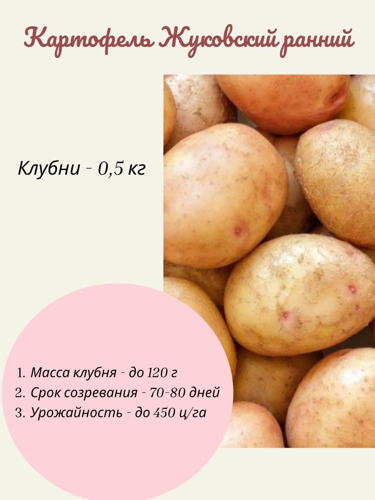 Картофель белый Жуковский ранний 0,5 кг на посадку