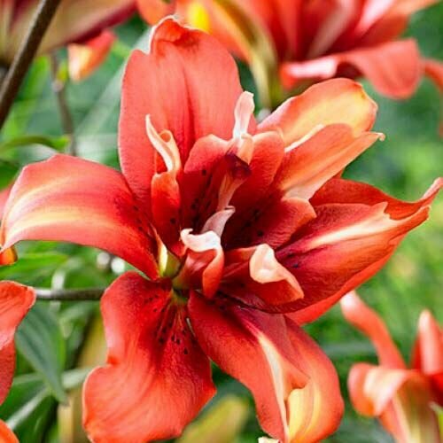 Лилия азиатская махровая Коктейль Твинс; Луковица, 2 шт.