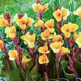 Канна Эприкот Дрим луковицы, клубни, корни цветов