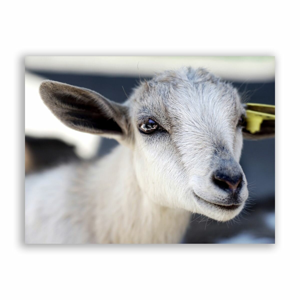 Постер, плакат на бумаге / Коза / Размер 30 x 40 см