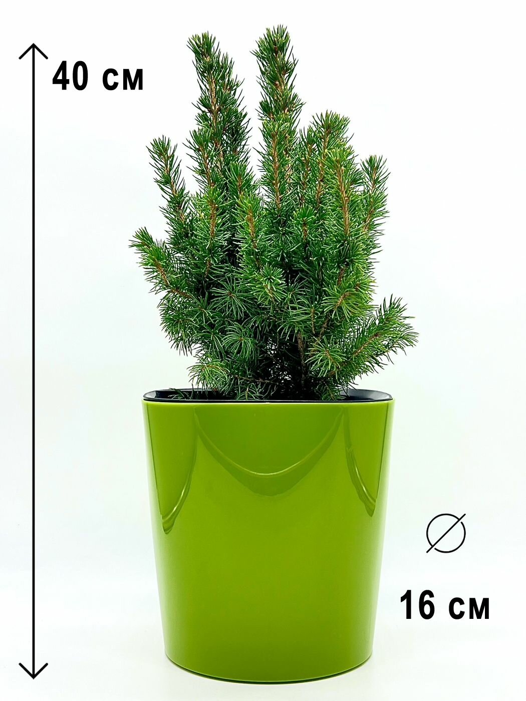 Ель живая Коника в зеленом пластиковом кашпо с автополивом, высота композиции 35-40 см