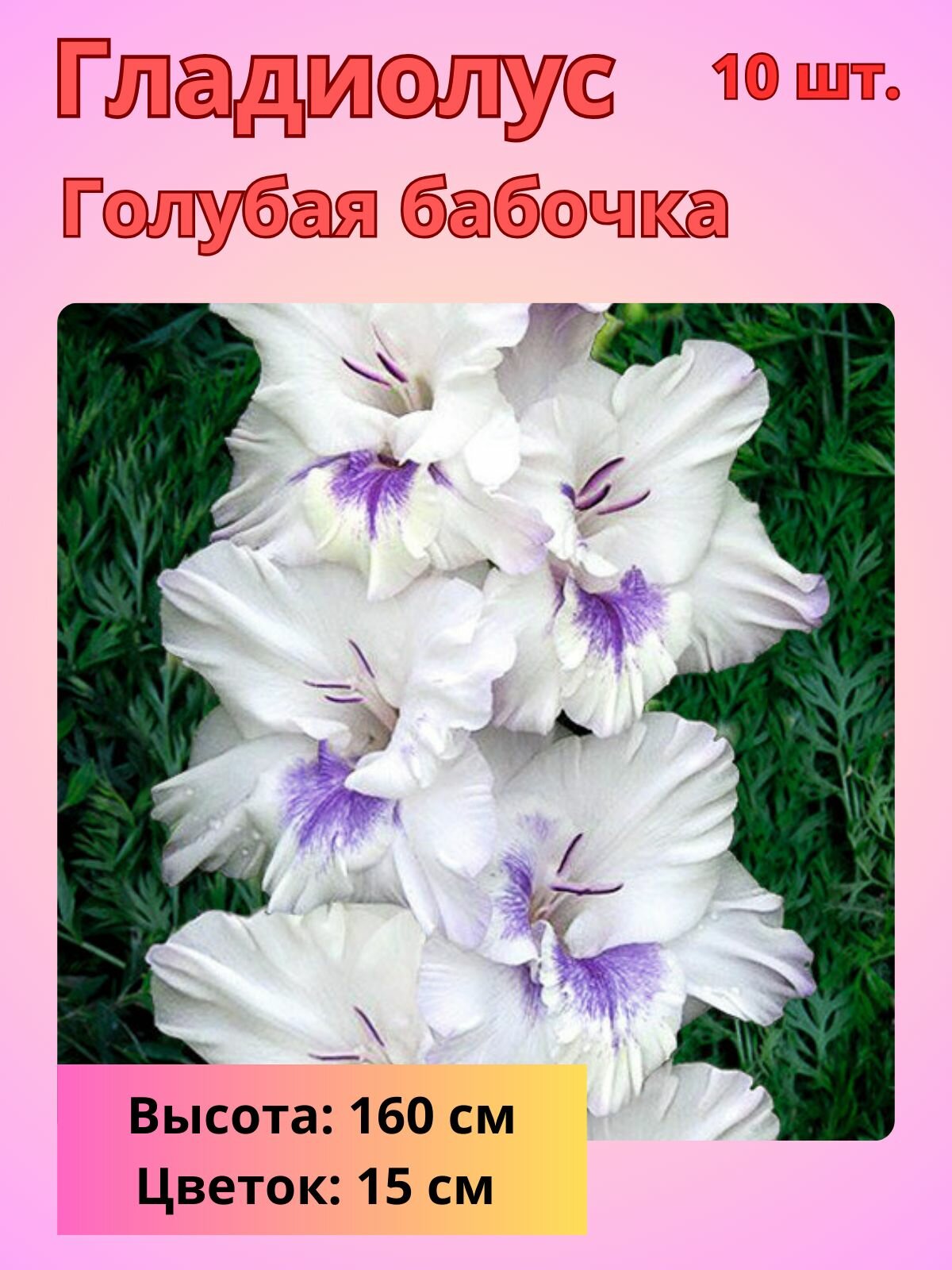 Гладиолус крупноцветковый, луковицы Гладиолуса 10 шт