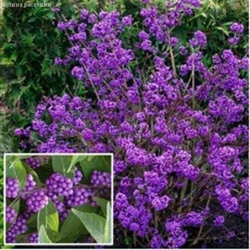 Красивоплодник Бодиньера Профьюжн (1 саженец в горшке Р9), Нидерланды