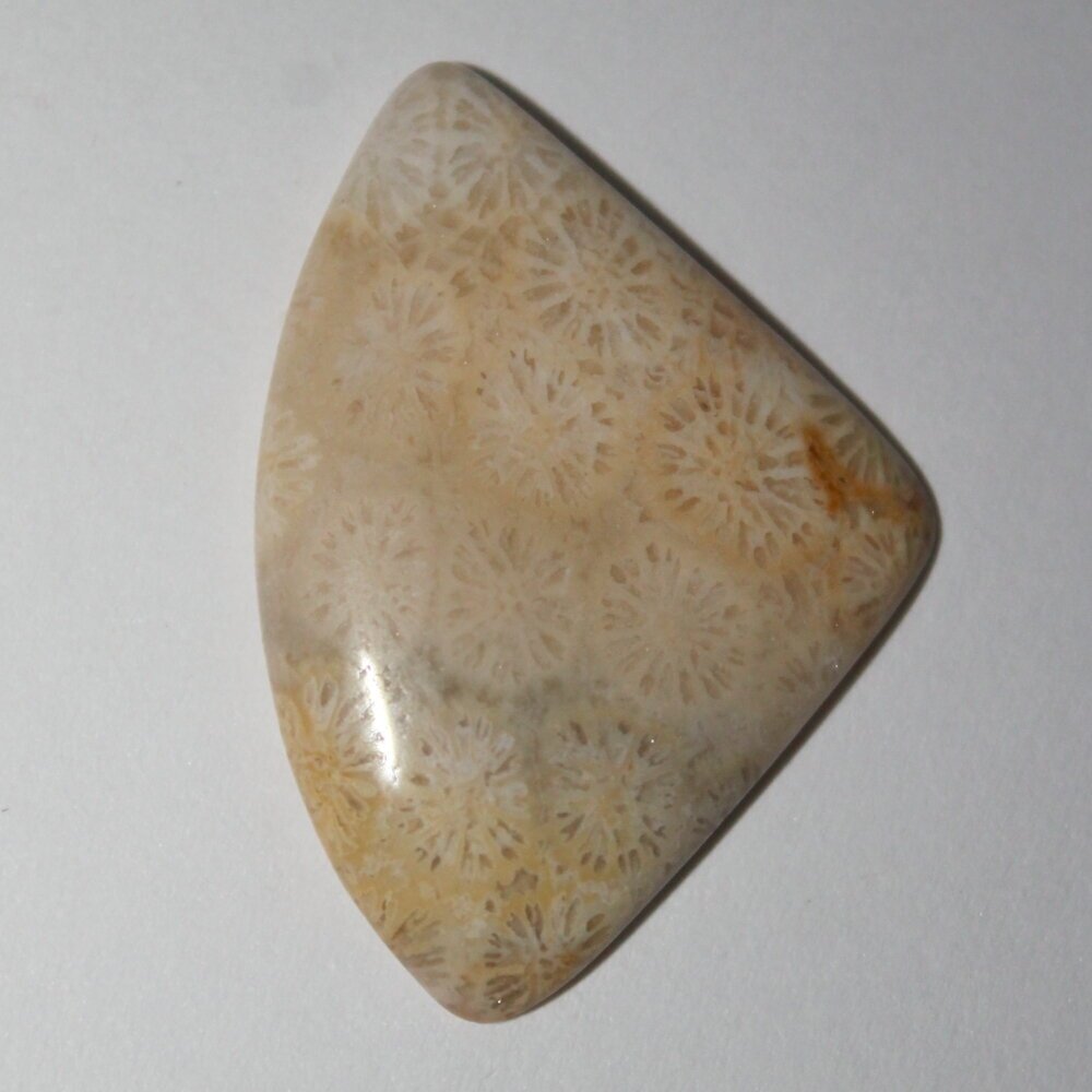 Коллекционный кабошон коралл, 30х21х3 мм, Индонезия, "True Stones"