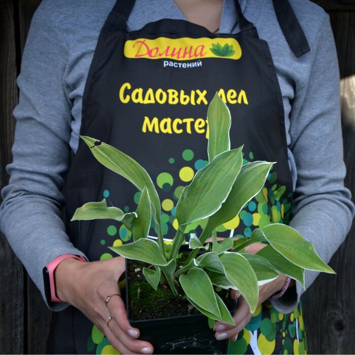 Хоста Том Шмидт (Szkolka roslin A.M (Польша)), 1 саженец в горшке 15-20 см — фото 1