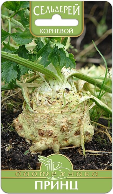 Семена сельдерея корневого "Принц" 0.1 гр - растение крепкое, мощное, с прямостоячими листьями. Клубнеплод крупный - 15-17 см в диаметре, погружен в грунт на 1/3.