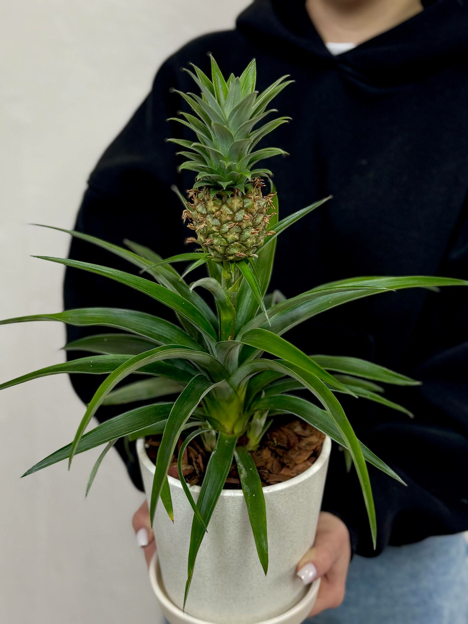 Ананас в белом бетонном горшке с поддоном от бренда Margo plants