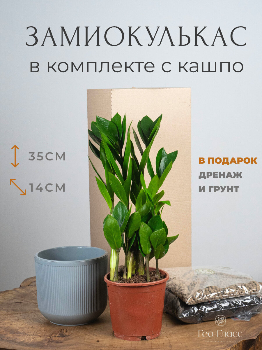 Geo Glass: Замиокулькас живой в кашпо, набор для оформления , растение живое комнатное 30 см