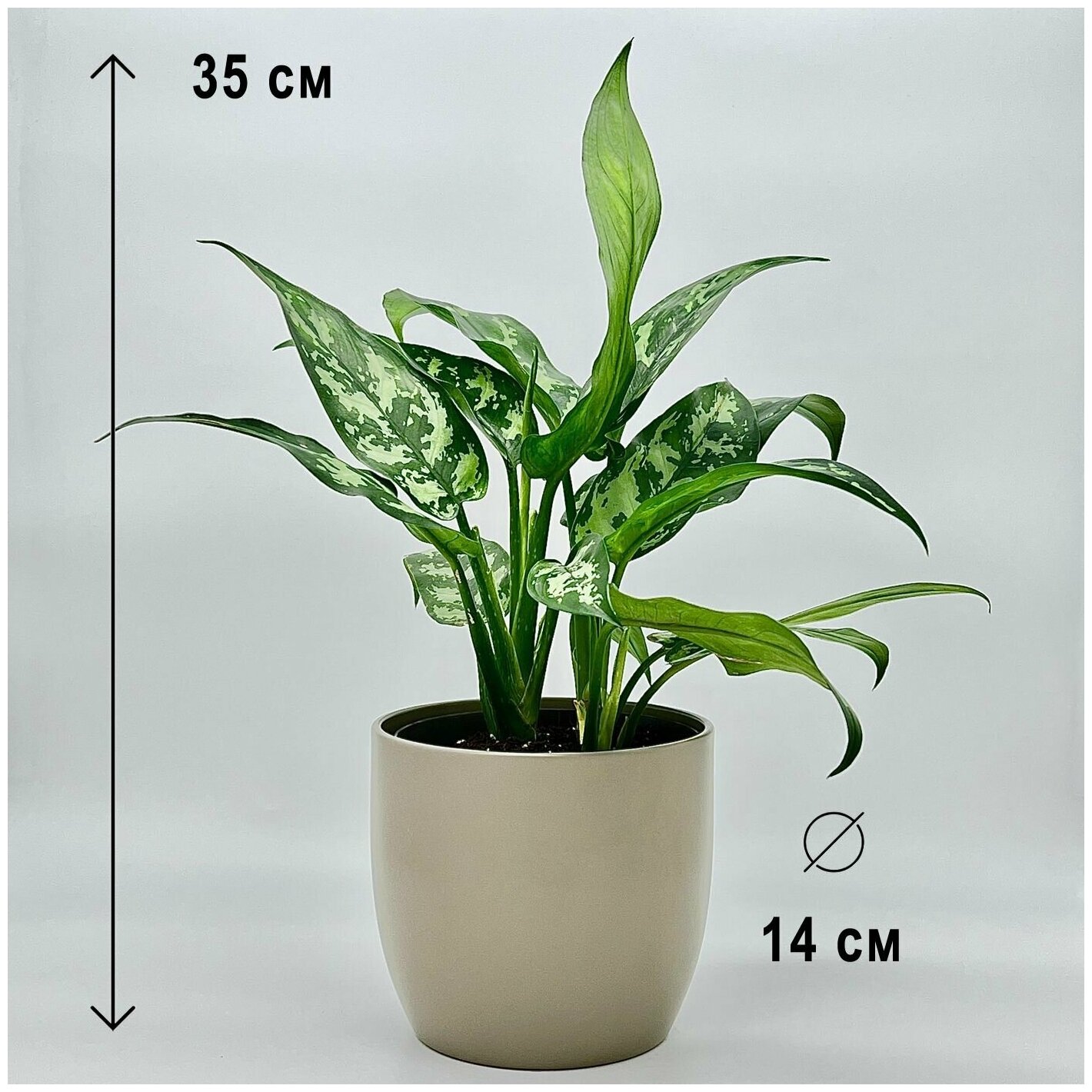 Аглаонема в пластиковом серо-коричневом кашпо, высота композиции 30-35см