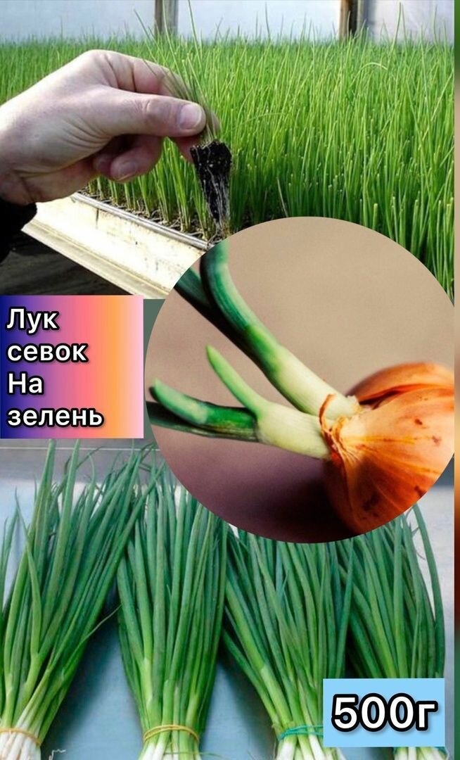 Лук севок на зелень, зеленый, витамины 500г