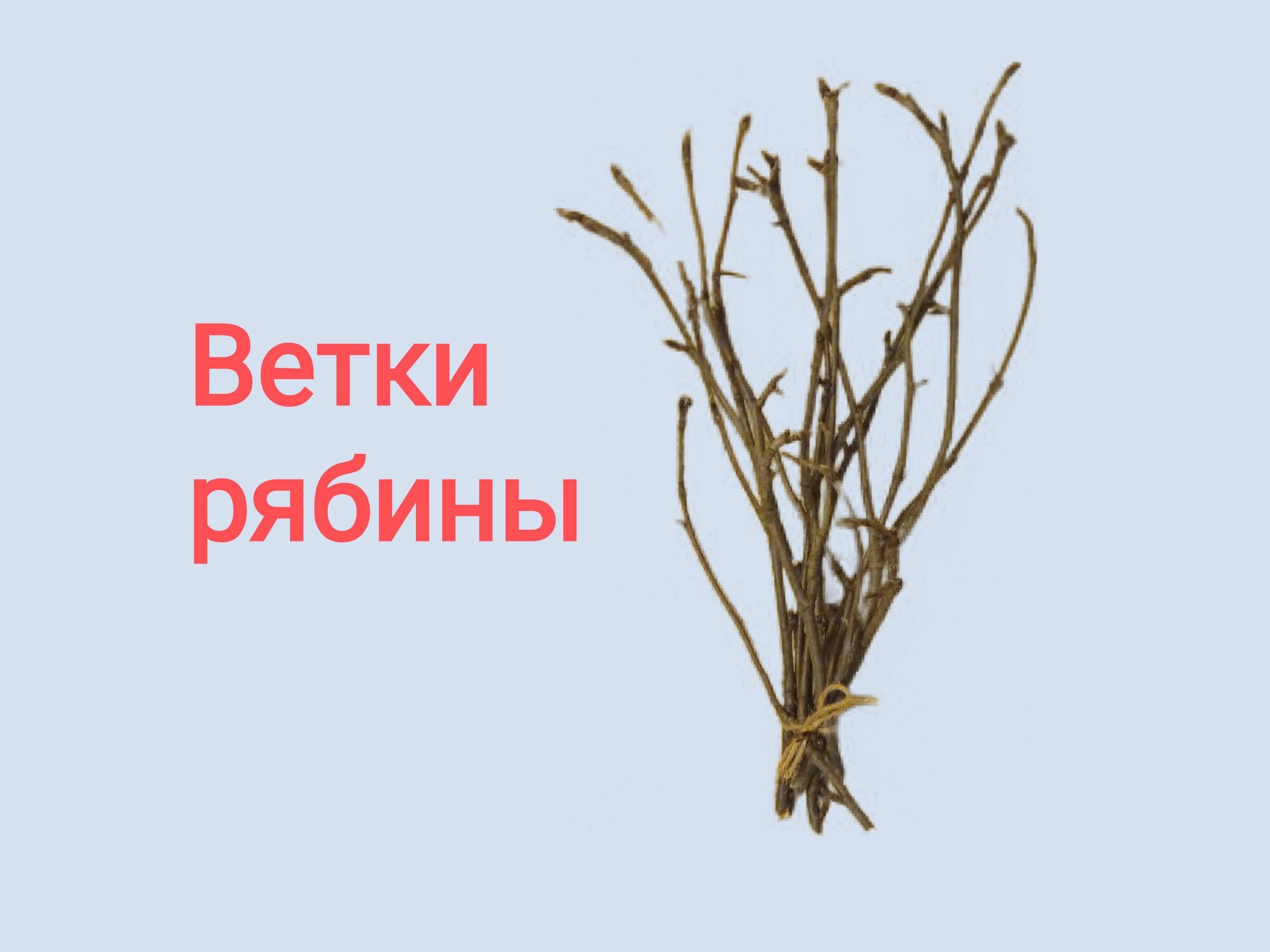 Ветки рябины натуральные.
