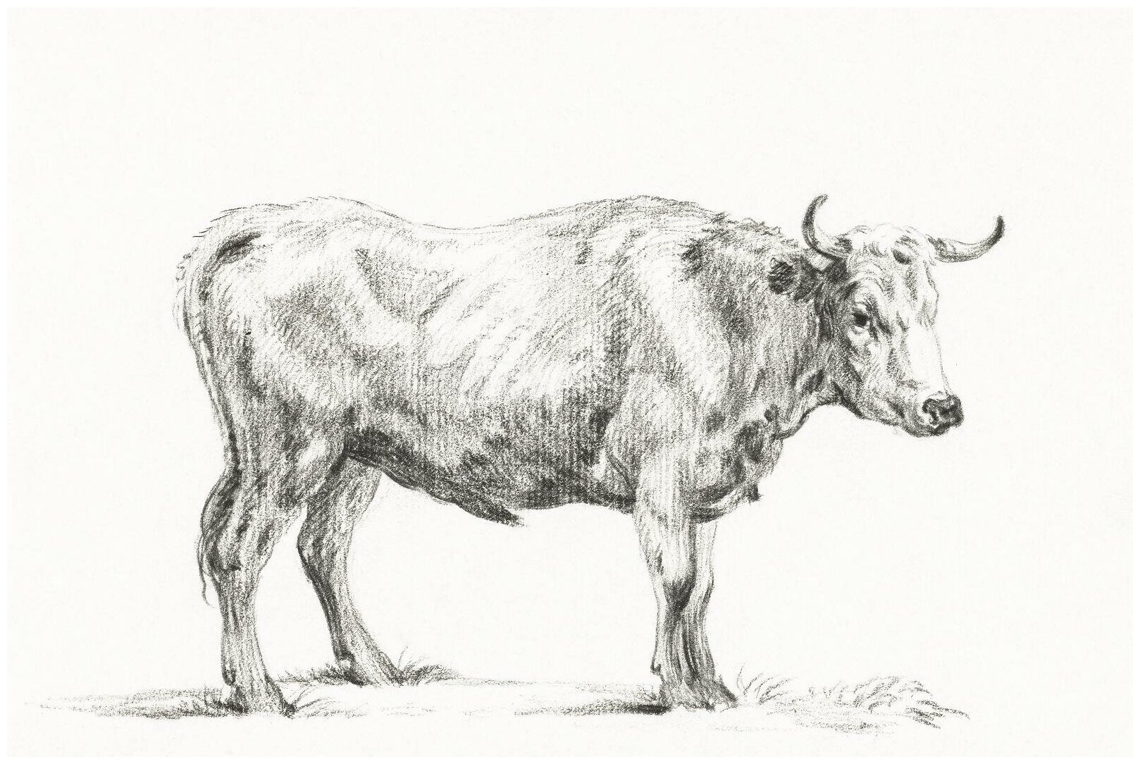 Постер / Плакат / Картина Бык 60х90 см в подарочном тубусе