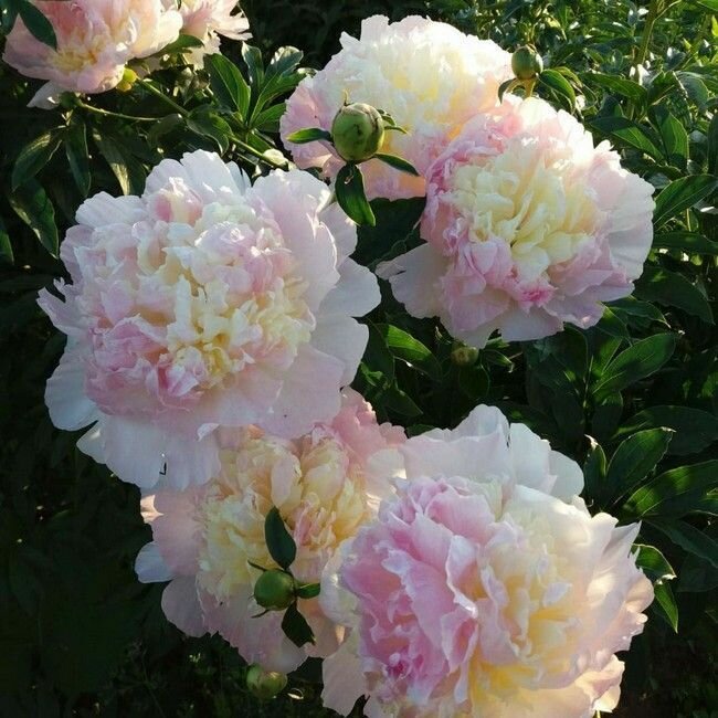 Пион Raspberry Sundae 1 шт.