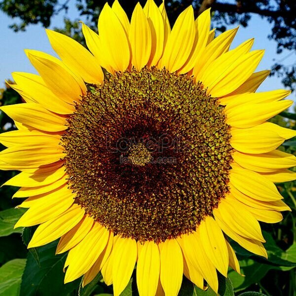 Семена крупноплодного подсолнечника "Грызунчик"