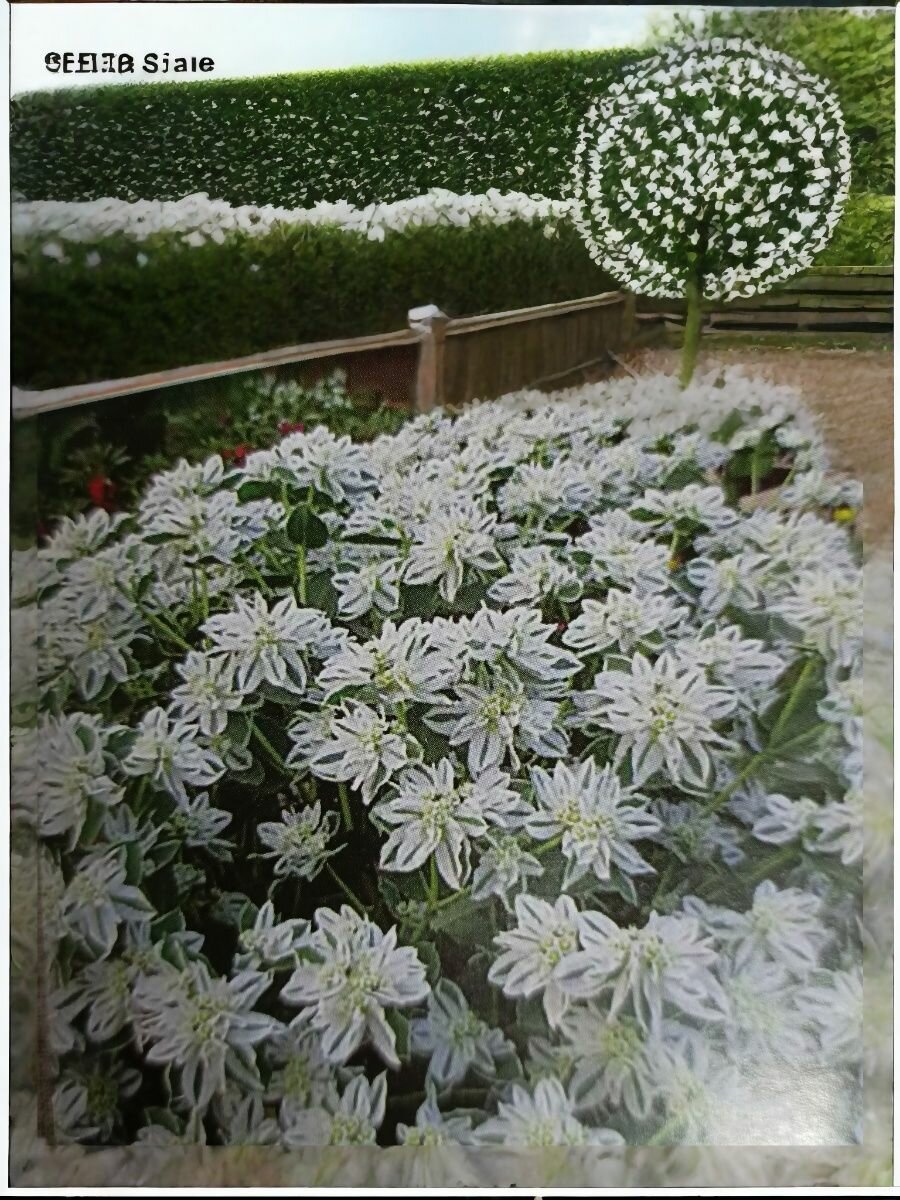 Семена однолетних цветов - молочай окаймленный Ранний снег. Престиж Семена.