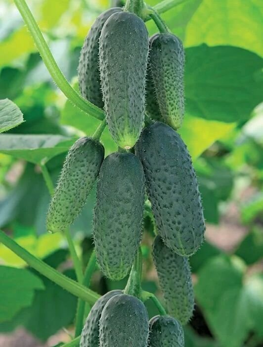 Коллекционные семена огурца Утренний букет F1