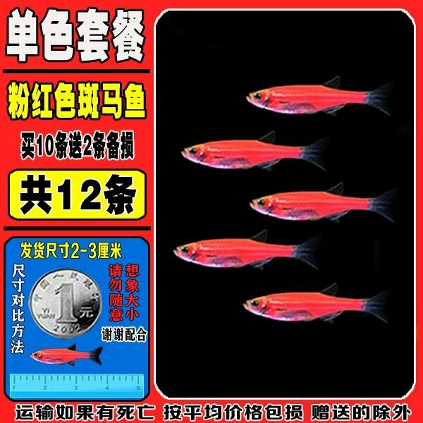 Специальная цена: Зебрафиш, тропические рыбки для начинающих, конфетные цвета, декоративные рыбки, легкие в выращивании и уходе, маленькие рыбки