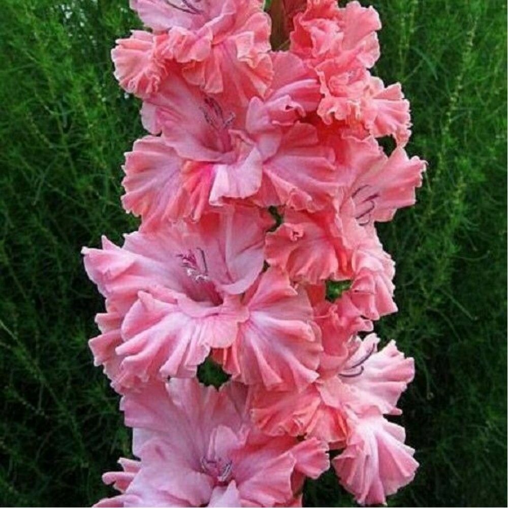 Гладиолус Фриззлд Пинк 1шт