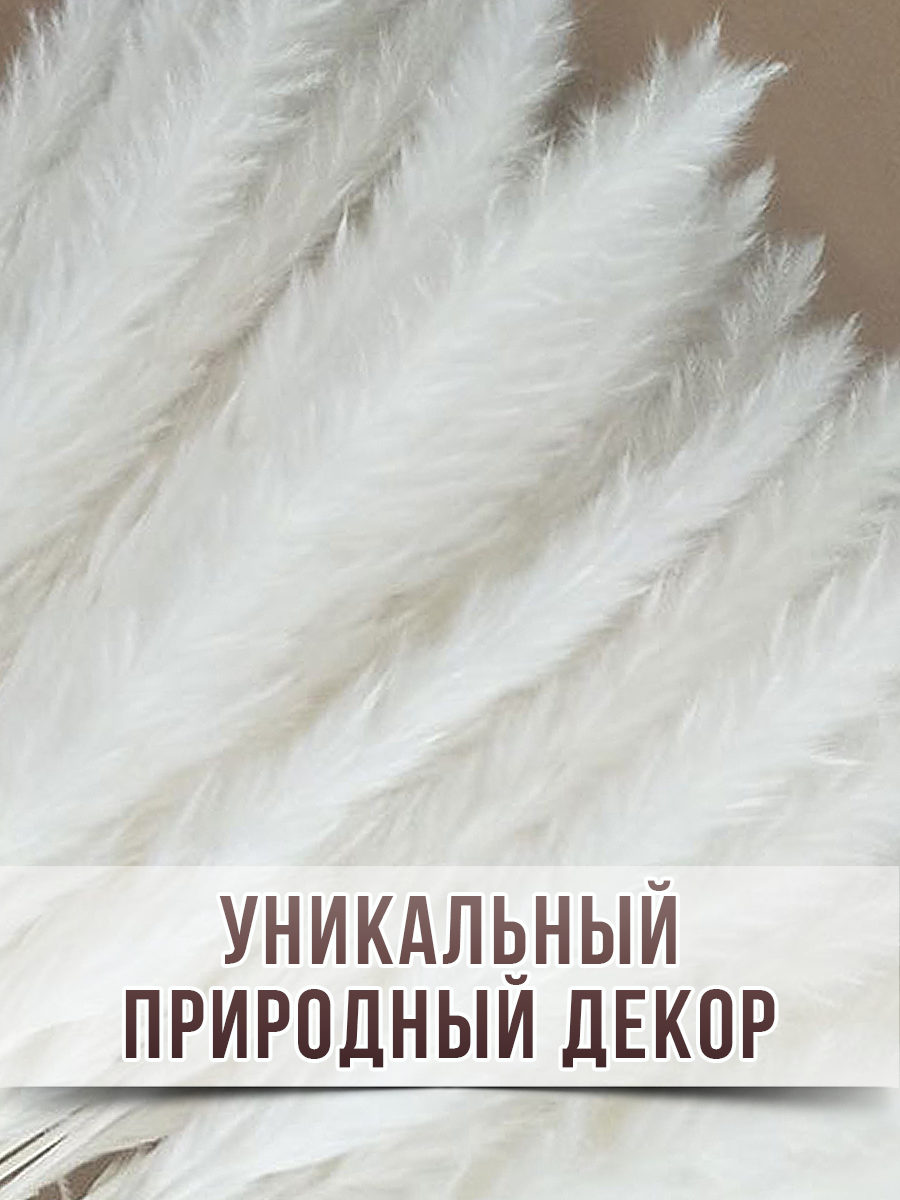 Сухоцветы Кортадерия для декора Пампасная трава белая 15 шт