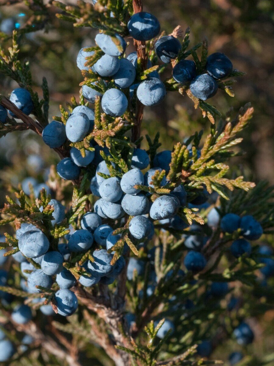 Можжевельник виргинский семена 20 штук