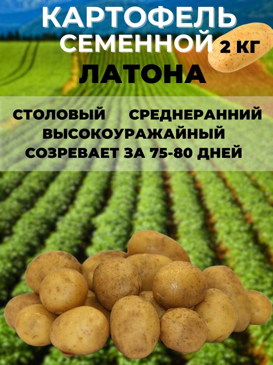 Картофель семенной