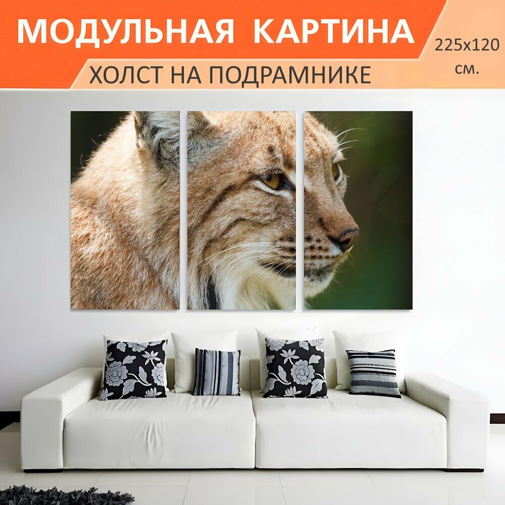 Модульная картина на холсте "Рысь, животное, дикая природа" триптих на подрамнике 225х120 см. для интерьера