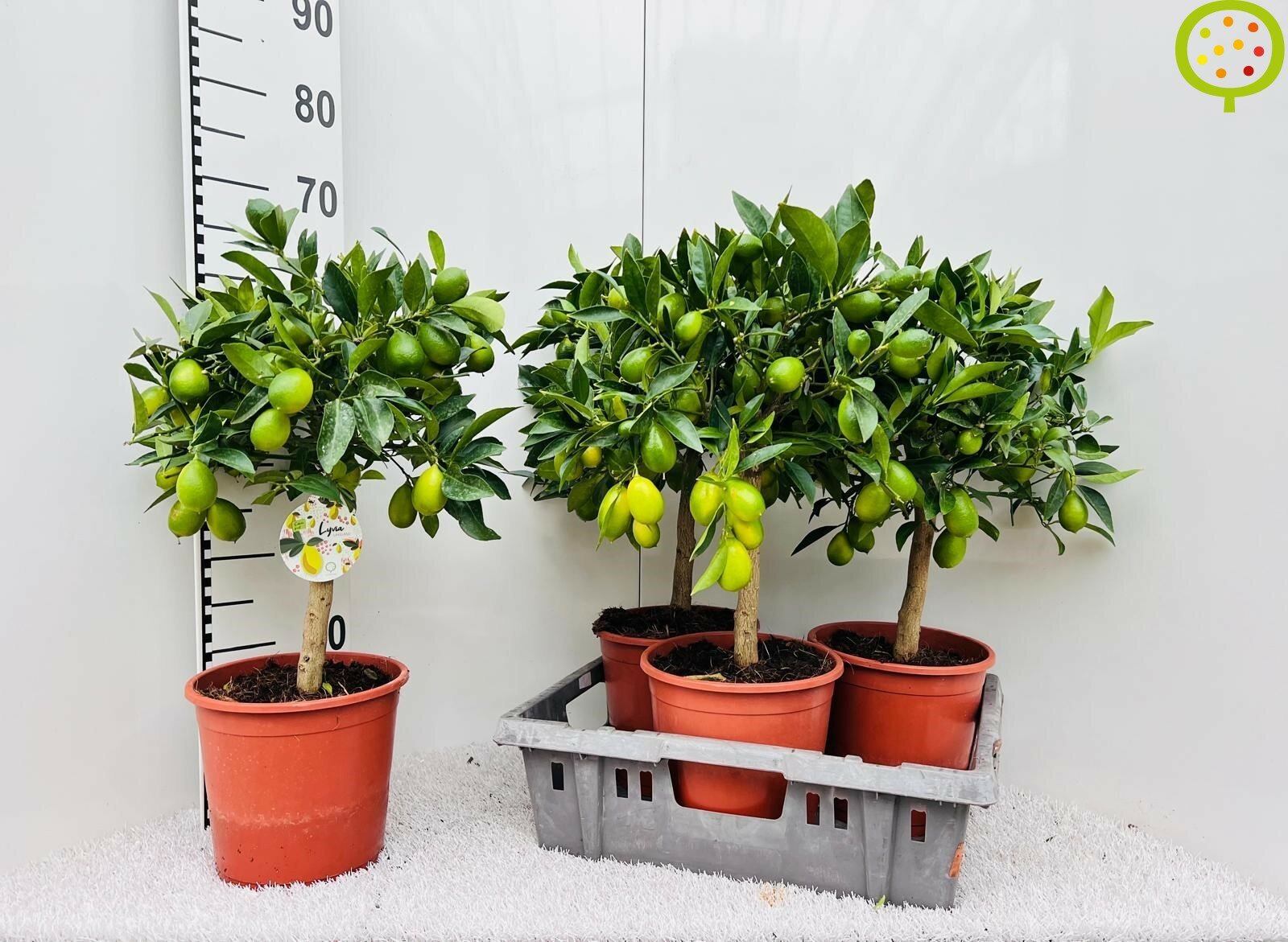 Цитрофортунелла цитрус лимон лимонное дерево