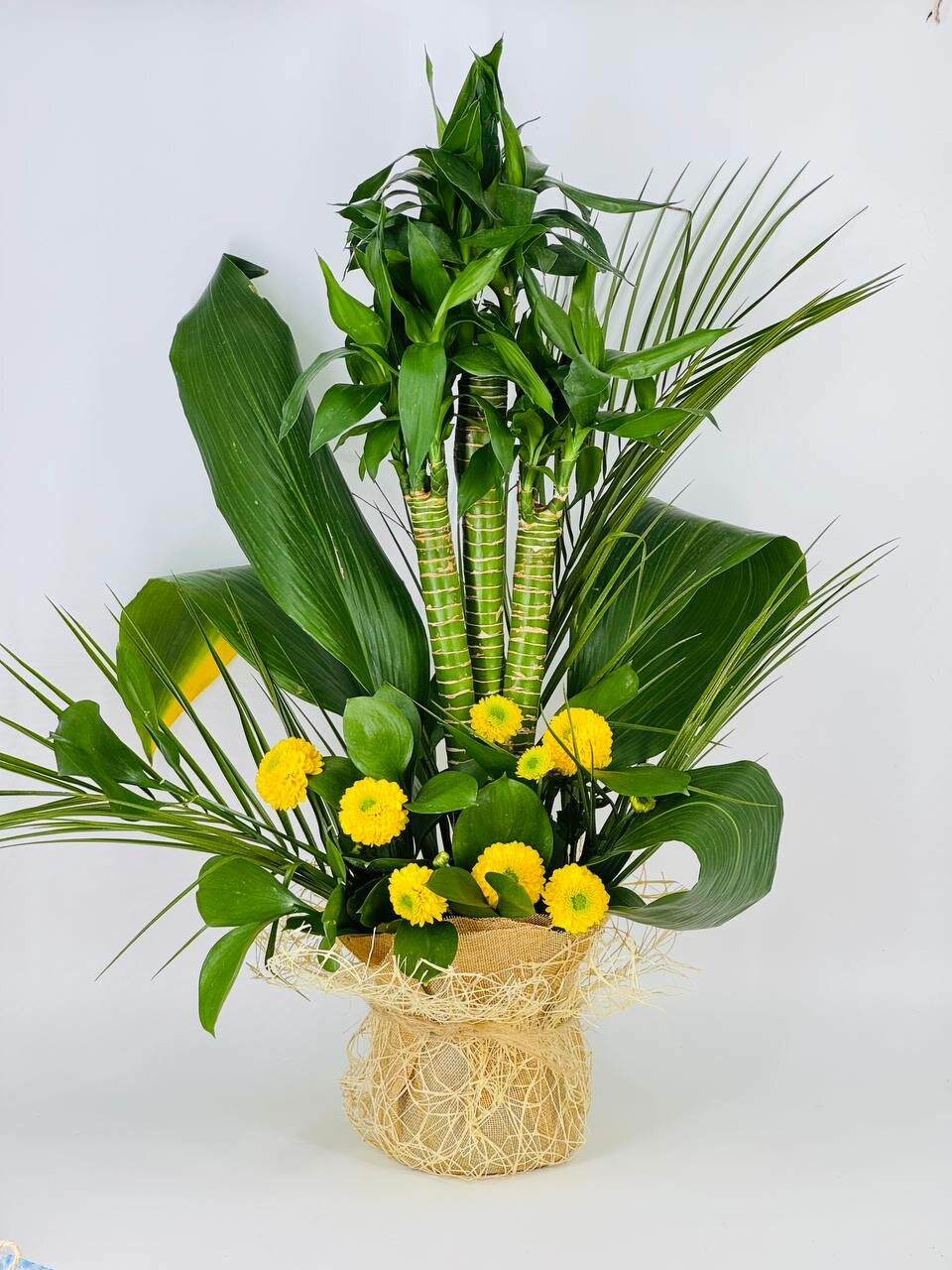 Дизайнерский букет из бамбука, аспидистра, робелини. Букет для женщины, мужчины. Интерьерная композиция декор для дома