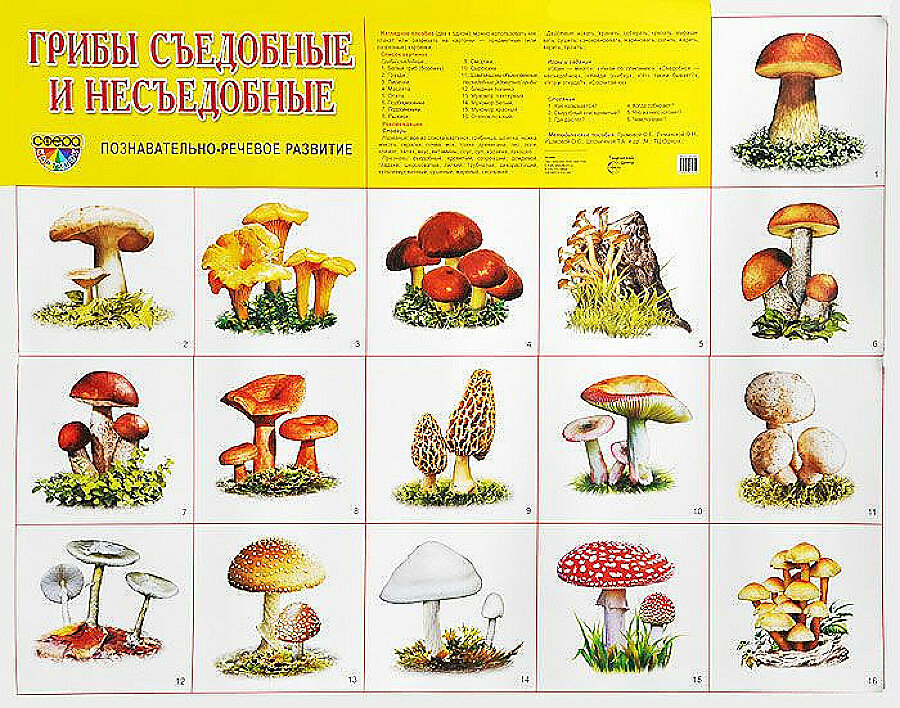 Демонстрационный плакат Грибы съедобные и несъедобные Познавательное и речевое развитие А2 Наглядное пособие Громова ОЕ 0+