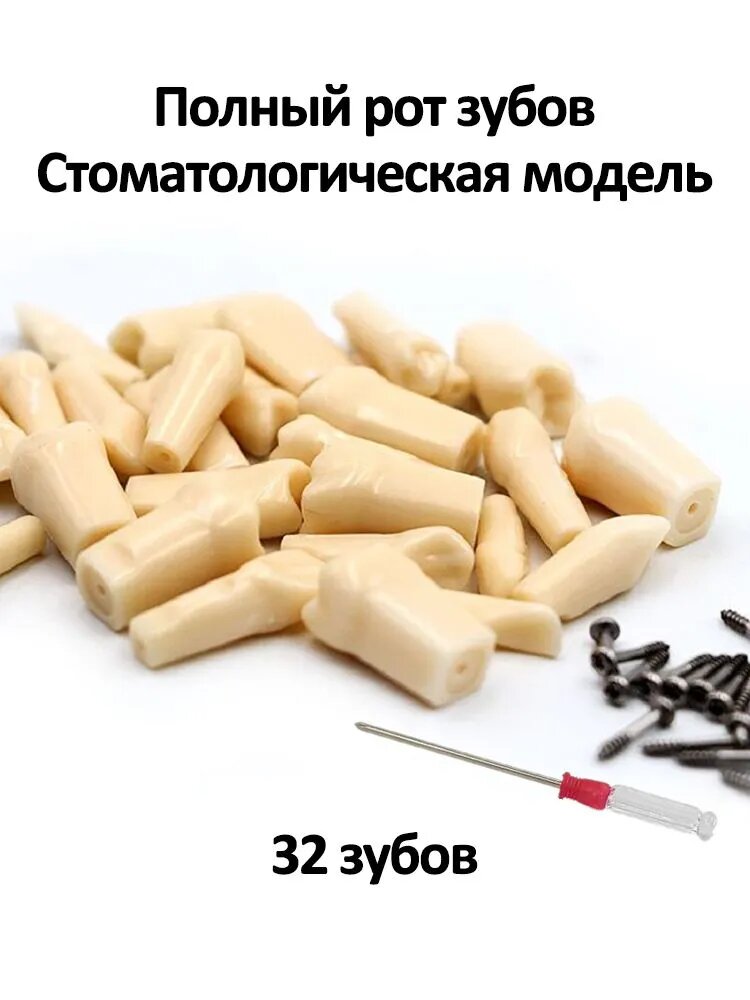 Стоматологическая модель с полным ртом, 32 зуба