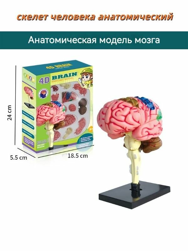Скелет человека анатомический-Съемный набор моделей анатомии человека, материал ПВХ, может быть изготовлен своими руками