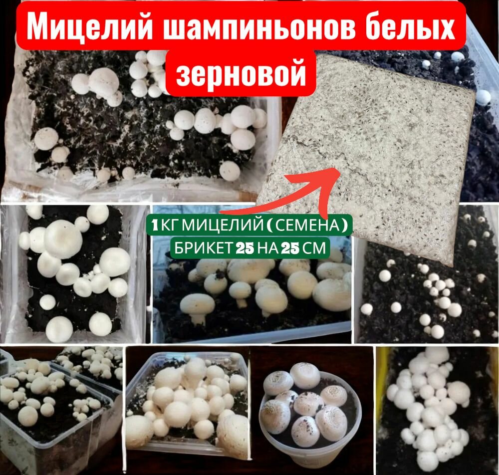 Мицелии Шампиньон зерновой 1 кг