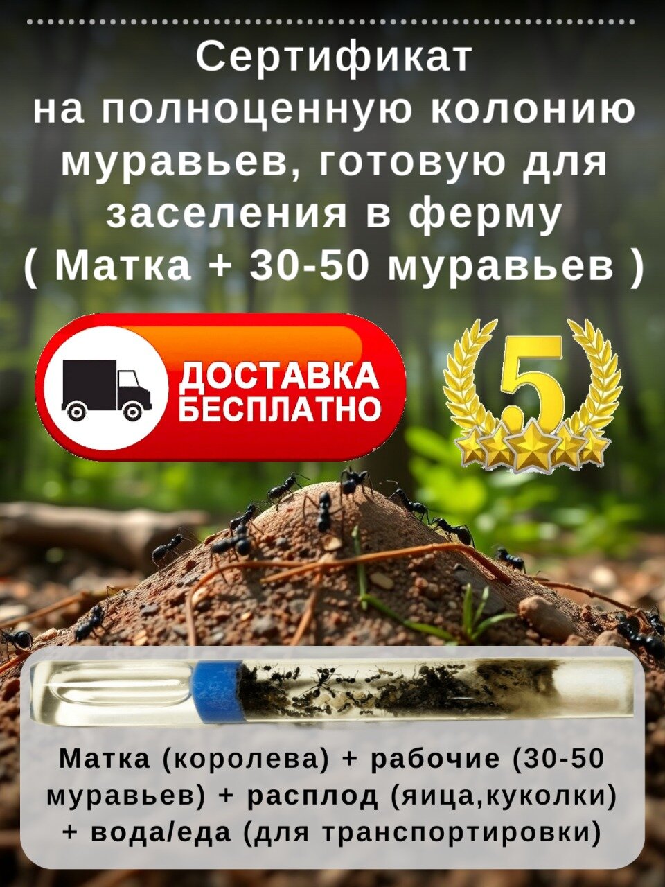 Муравьи для фермы (формикария) - Сертификат на колонию муравьёв, для заселения их в муравьиную ферму