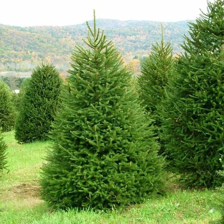 Ель обыкновенная, с3