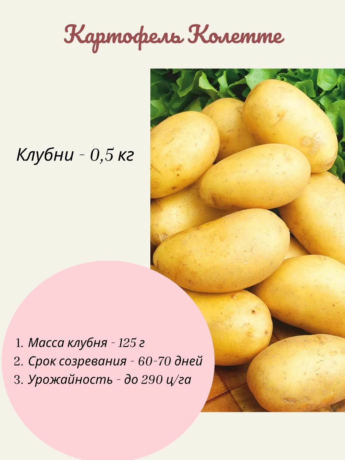 Картофель белый Колетте 0,5 кг на посадку