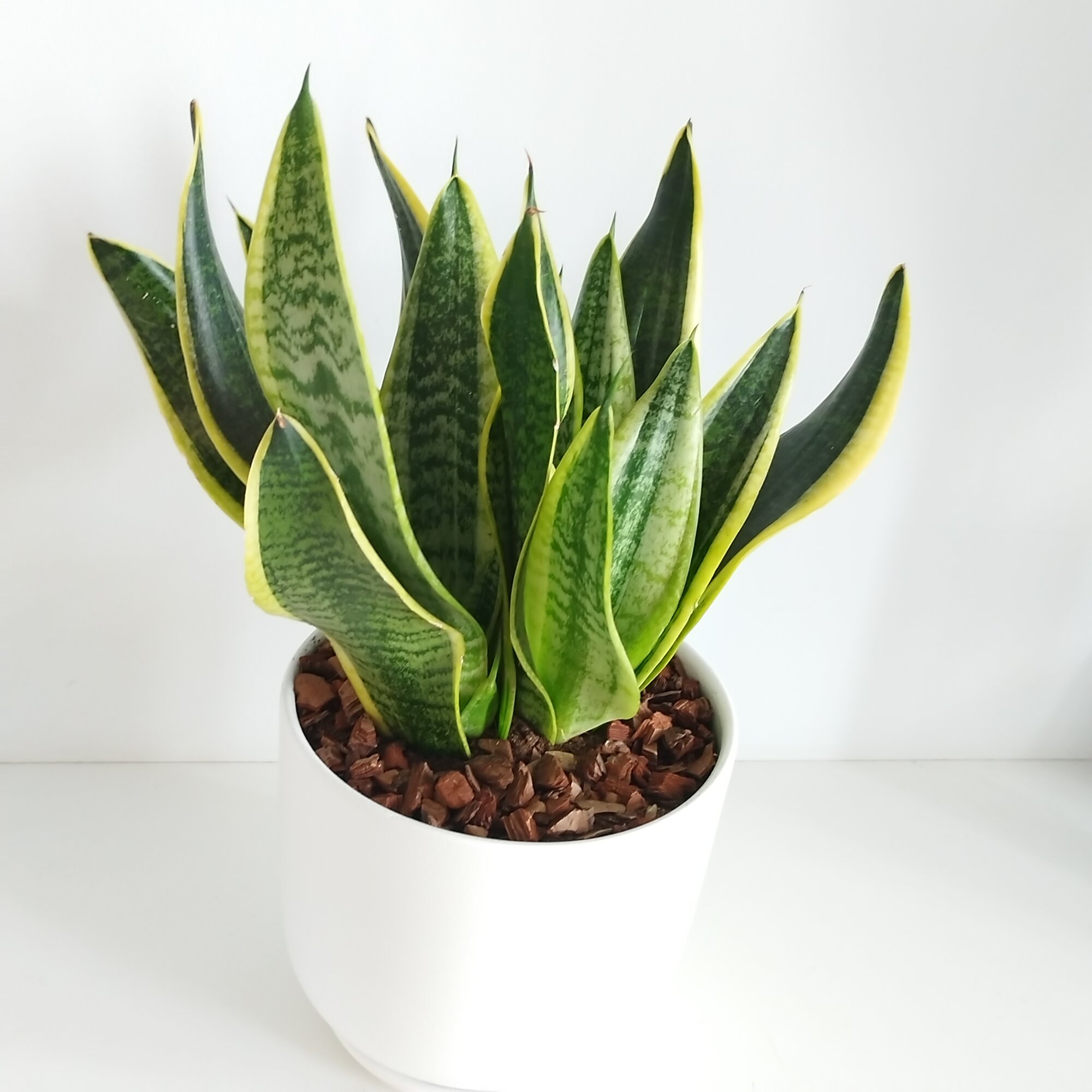 Сансевиерия