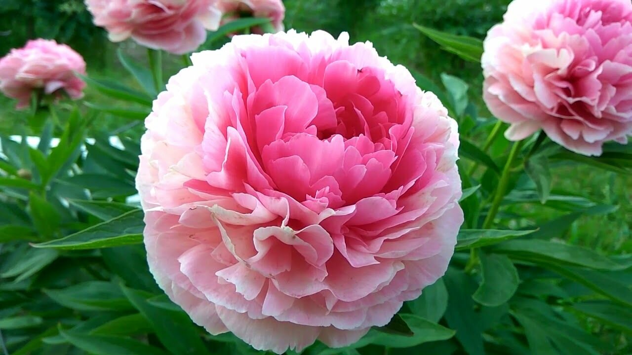 Пион Роуз Харт 1 шт