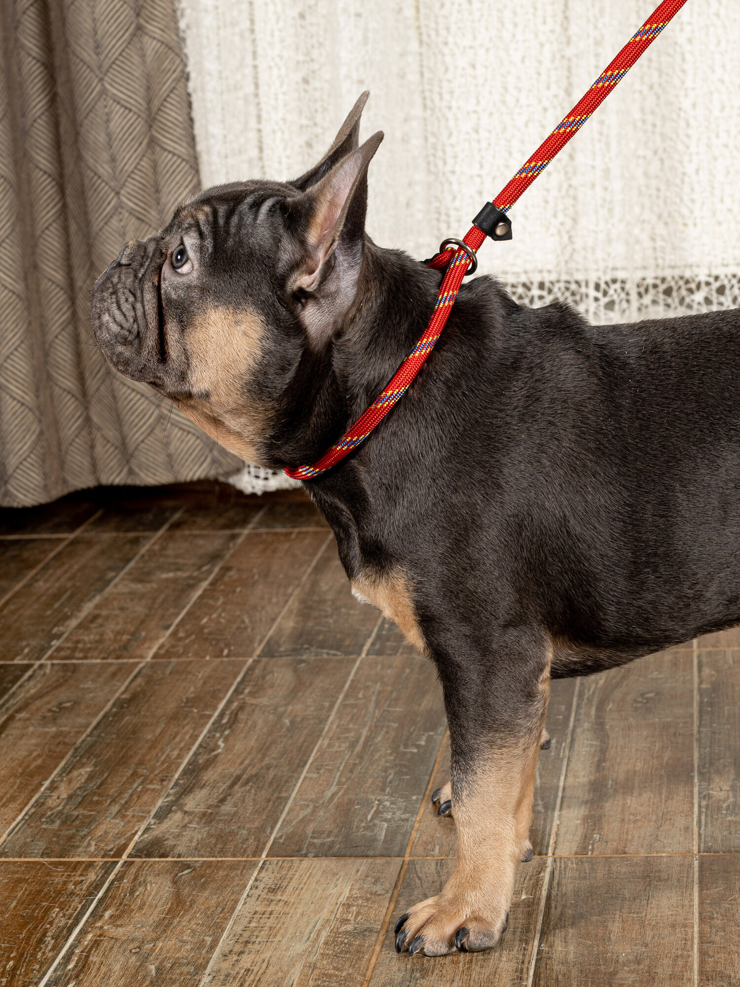 Поводок-удавка для собак Japan Premium Pet из альпинистской стропы, размер М