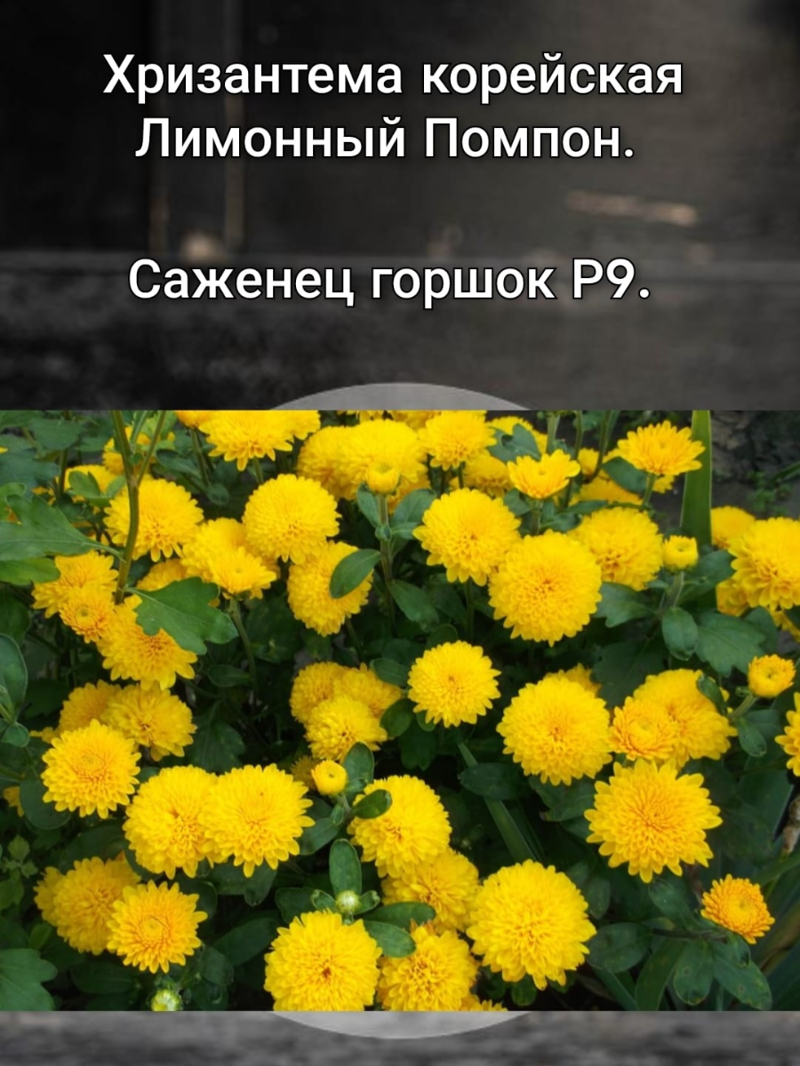 Хризантема корейская Лимонный Помпон