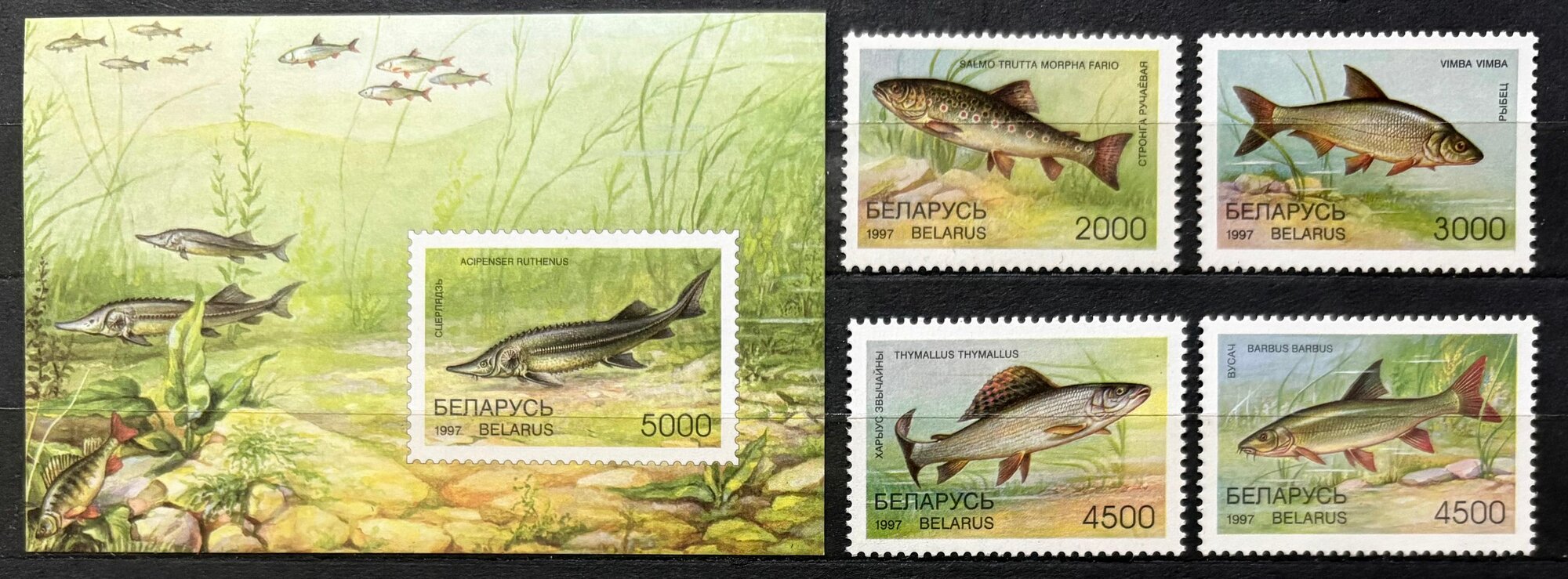 Беларусь 1997, Фауна. Рыбы