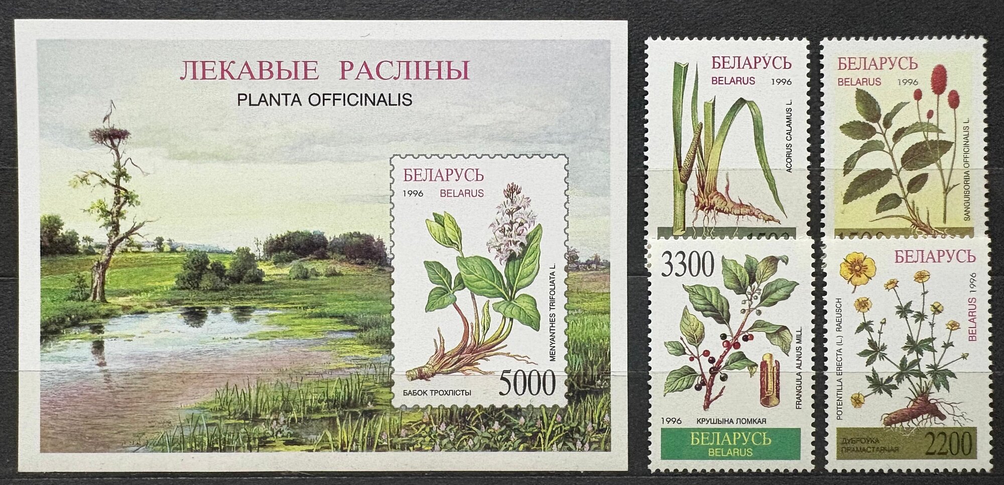 Беларусь 1996, Флора. Растения