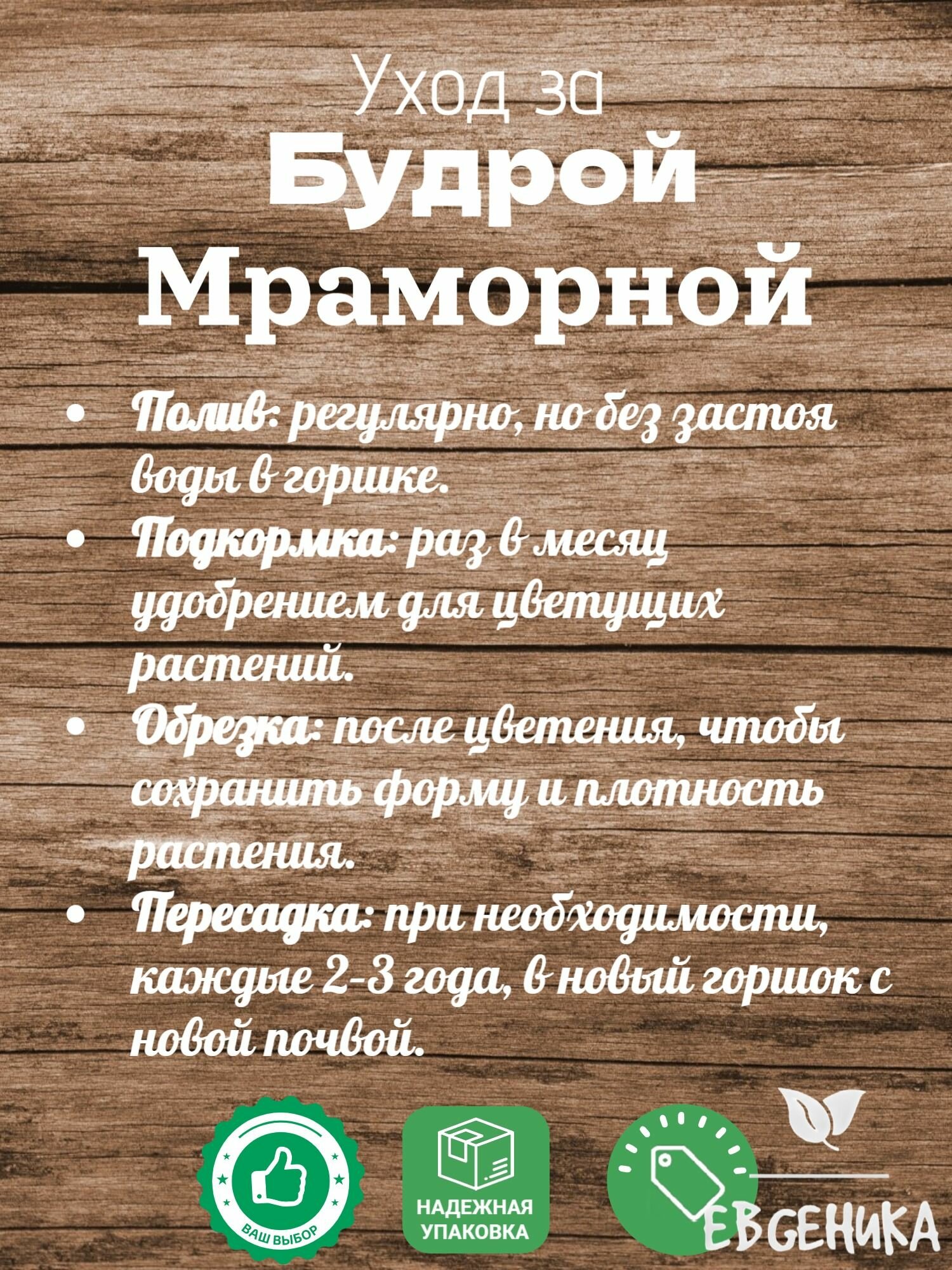 Будра Мраморная — фото 1